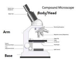 Using a Microscope for Beginners- How to - Scope Options